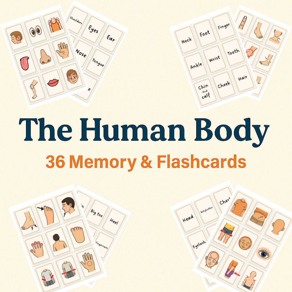 The Human Body - 36 Memory & Flashcards – Print2educate